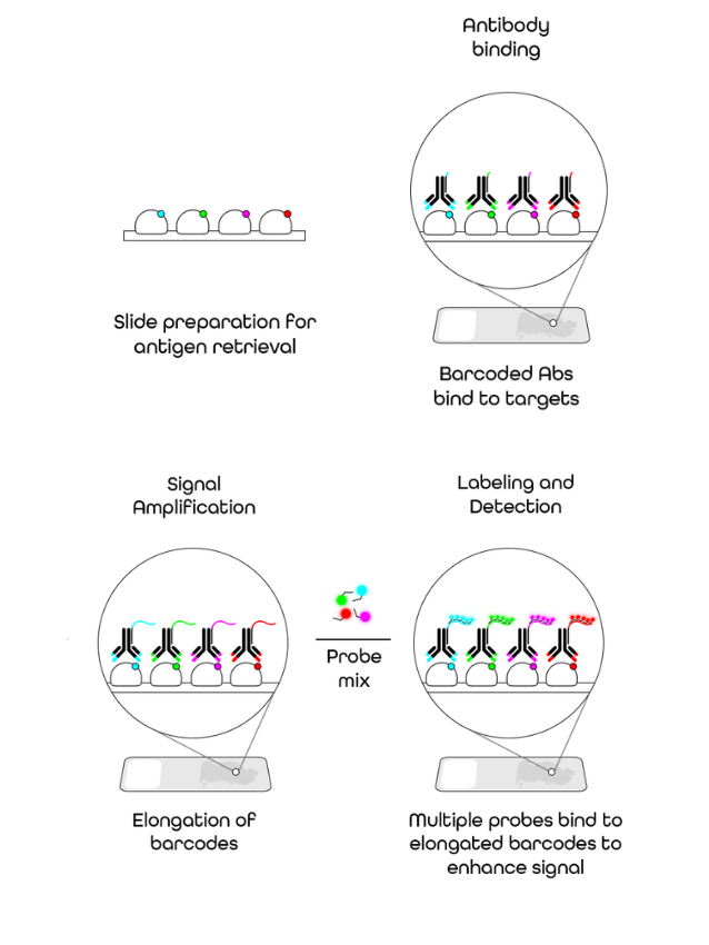 The Beginner's Guide to Spatial Image Data Science - Ultivue