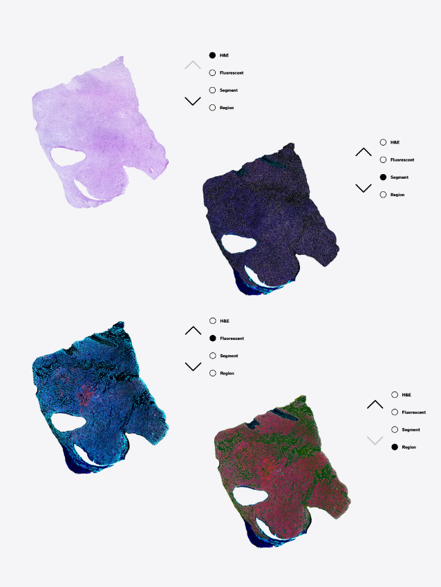 The Beginner's Guide to Spatial Image Data Science - Ultivue